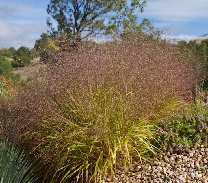 Muhlenbergia reverchonii 'Autumn Embers' - 'Autumn Embers' muhly grass ...