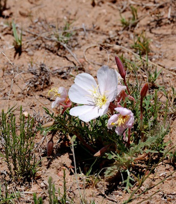 Oenothera cespitosa - tufted evening primrose, stemless evening ...
