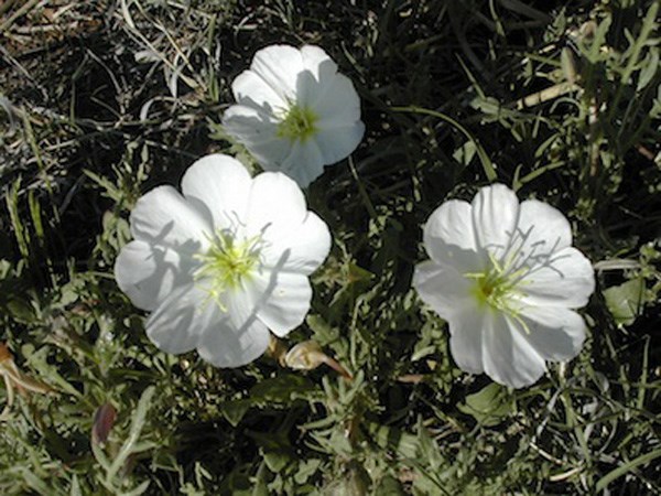 Oenothera cespitosa - tufted evening primrose, stemless evening ...