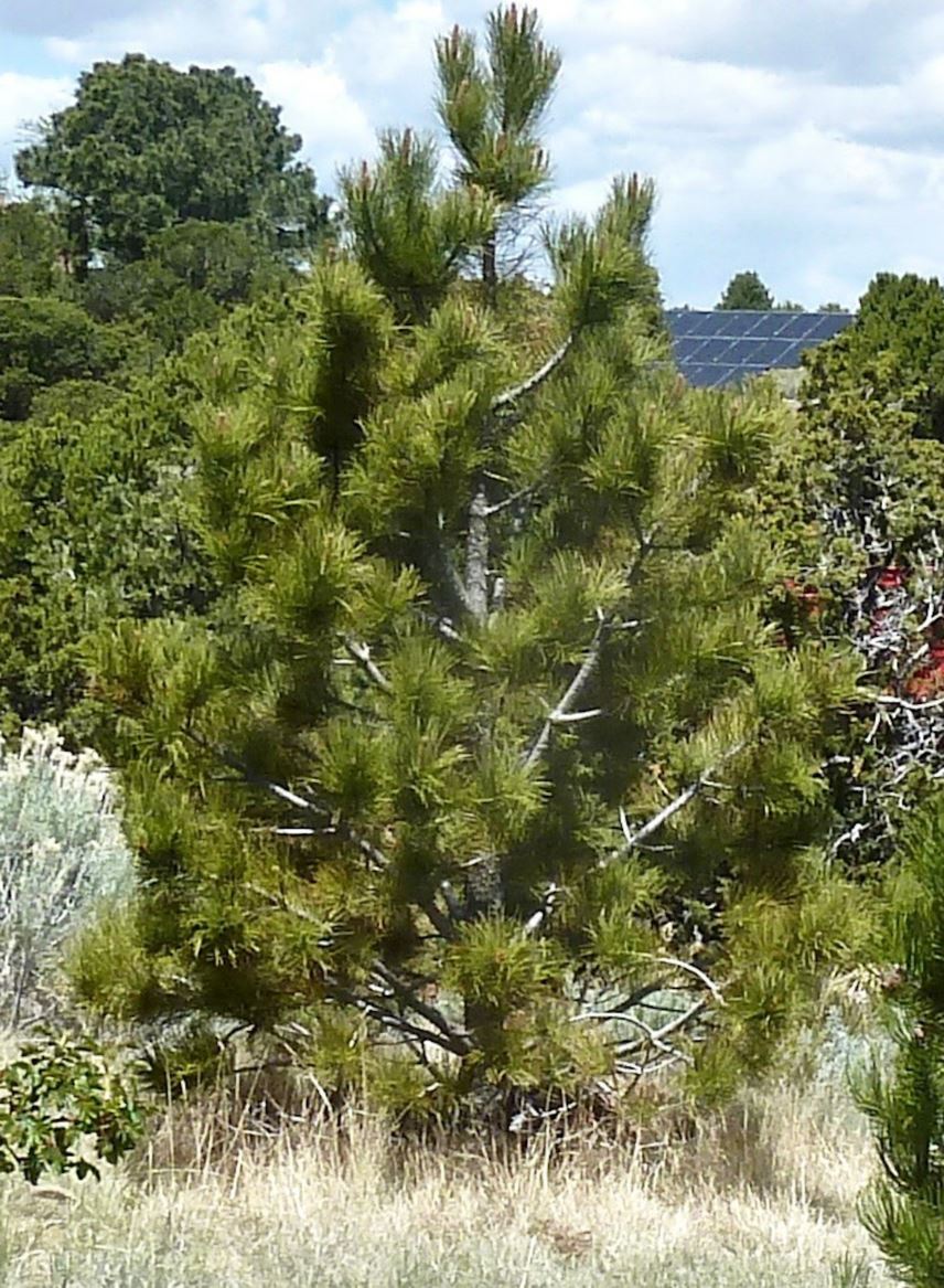 Pinus nigra - Austrian pine, European black pine | Santa Fe Botanical ...