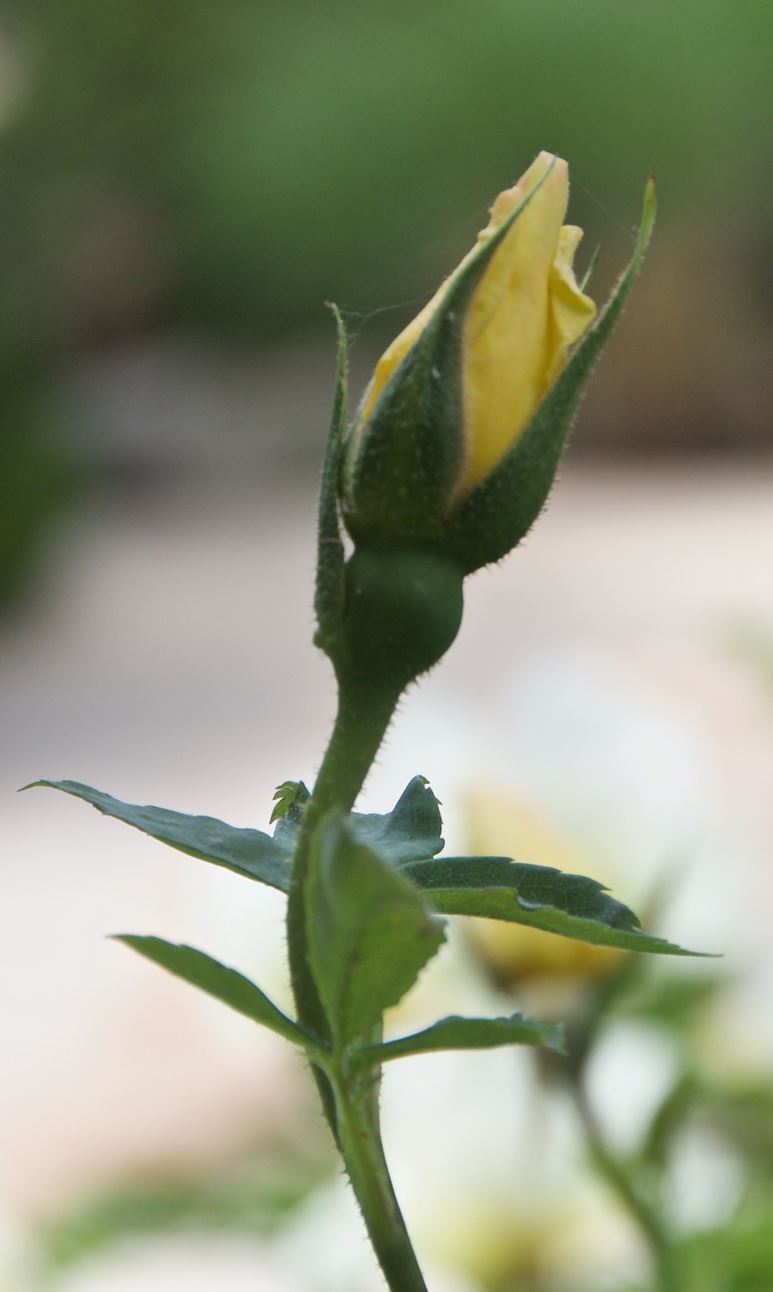 Rosa 'Golden Wings' - 'Golden Wings' rose | Santa Fe Botanical Garden