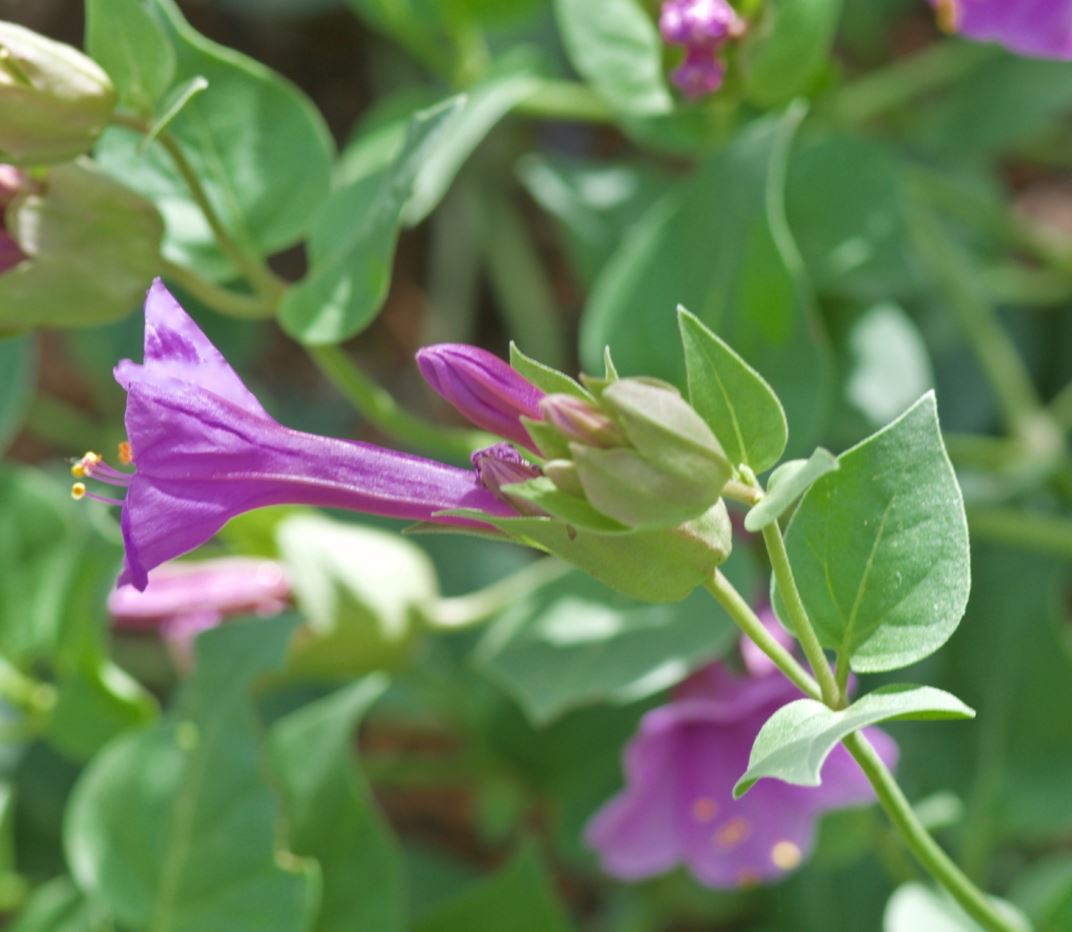 Mirabilis multiflora - four o'clock | Santa Fe Botanical Garden