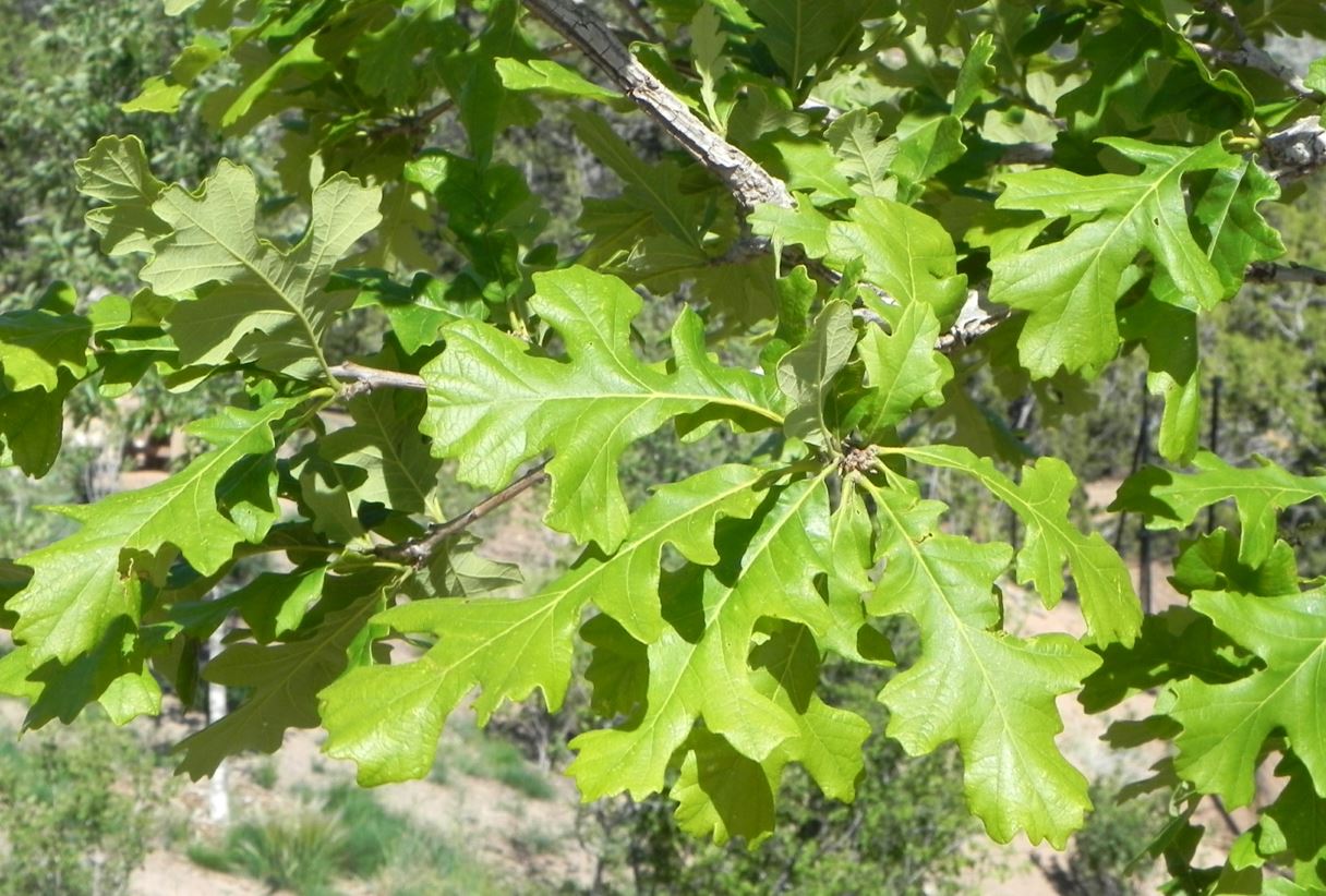 Quercus macrocarpa - bur oak | Santa Fe Botanical Garden