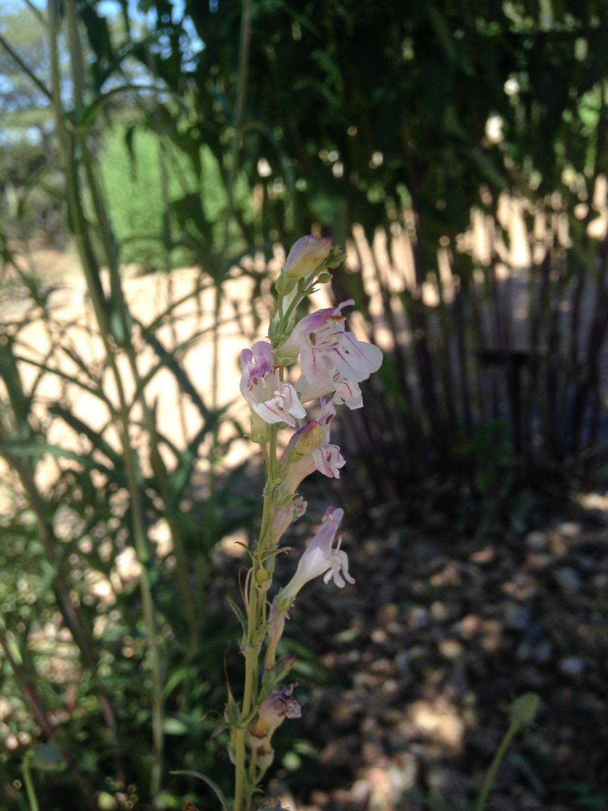 Penstemon virgatus - upright blue penstemon, wandbloom penstemon ...