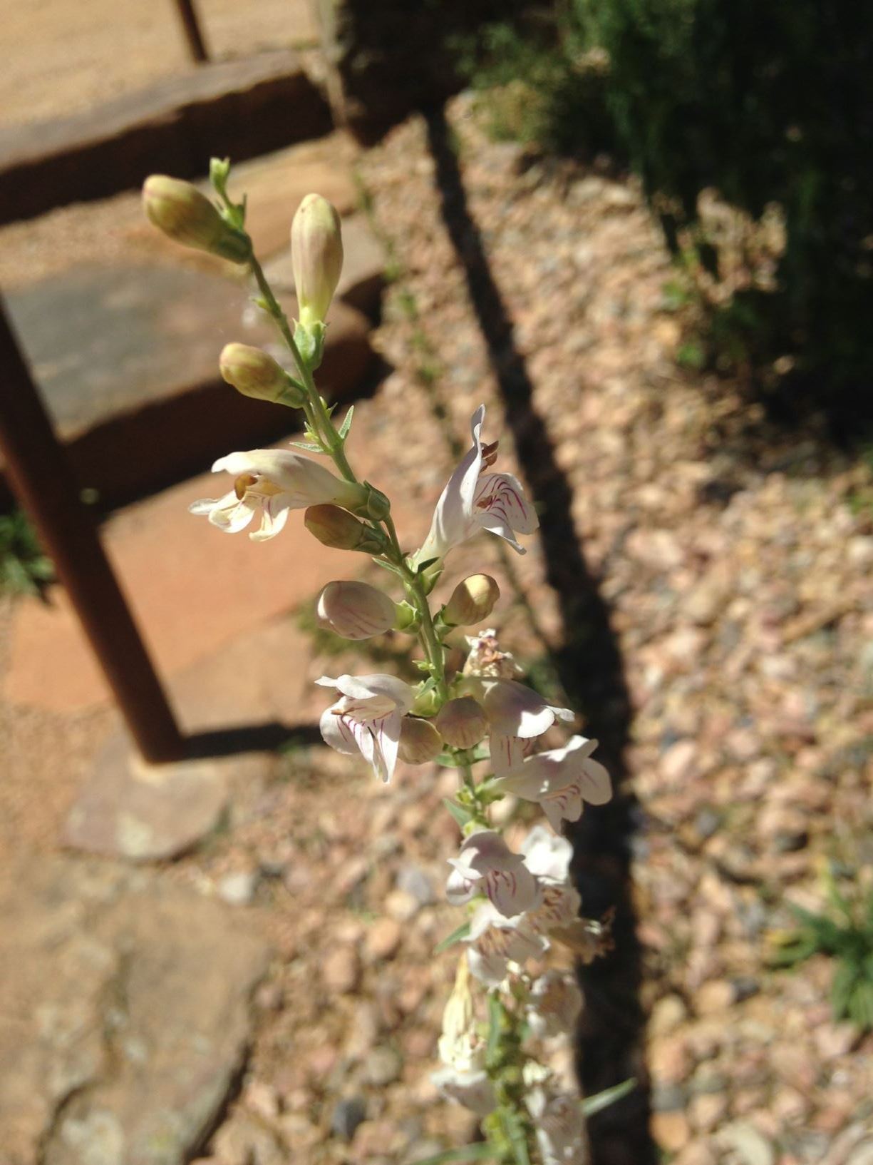 Penstemon virgatus - upright blue penstemon, wandbloom penstemon ...