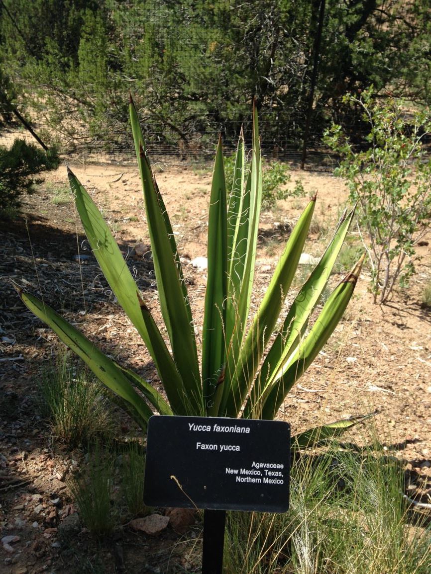 Yucca faxoniana - Faxon yucca, Spanish dagger | Santa Fe Botanical Garden