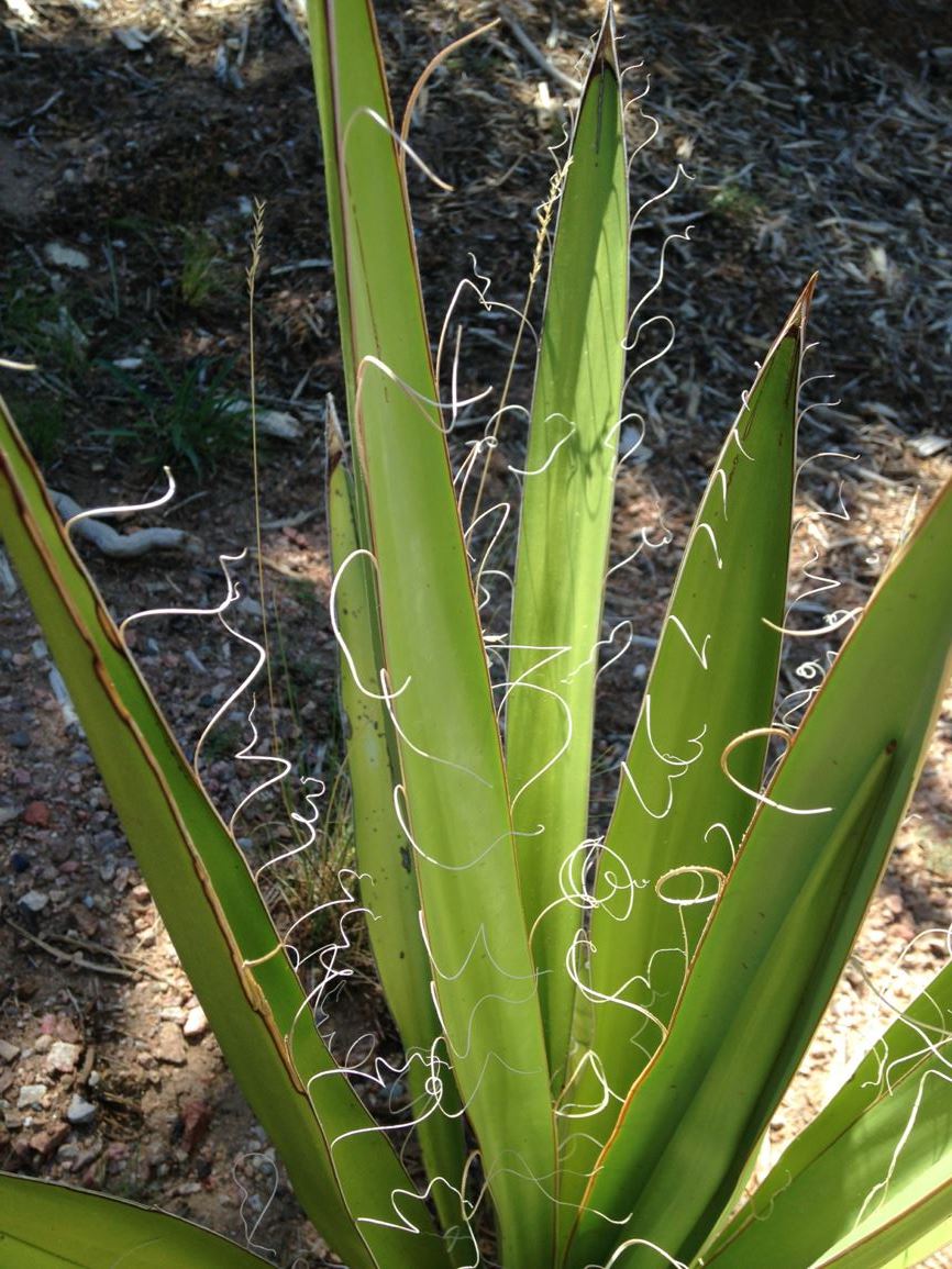 Yucca faxoniana - Faxon yucca, Spanish dagger | Santa Fe Botanical Garden