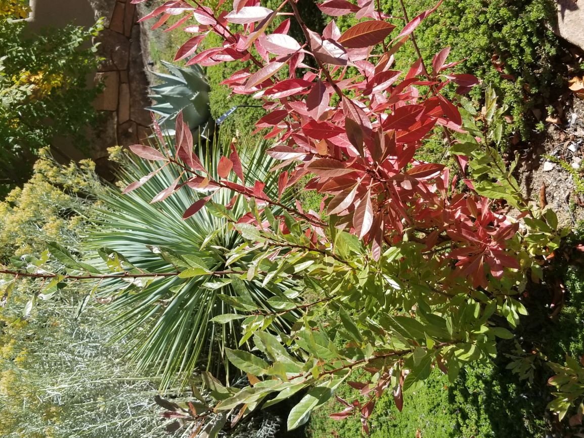 Prunus pumila var. besseyi - western sand cherry | Santa Fe Botanical ...