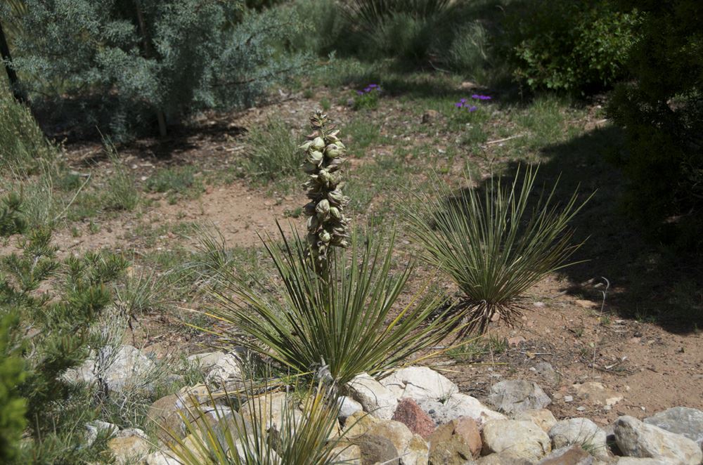 Yucca glauca - soapweed yucca | Santa Fe Botanical Garden
