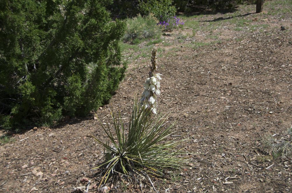 Yucca glauca - soapweed yucca | Santa Fe Botanical Garden
