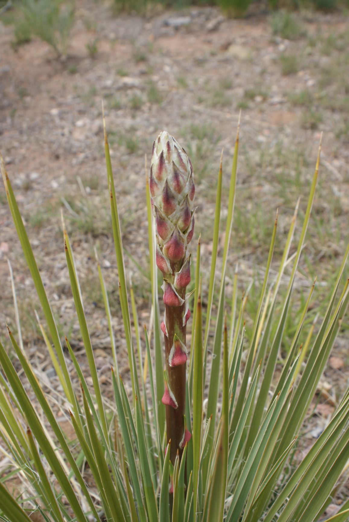 Yucca glauca - soapweed yucca | Santa Fe Botanical Garden