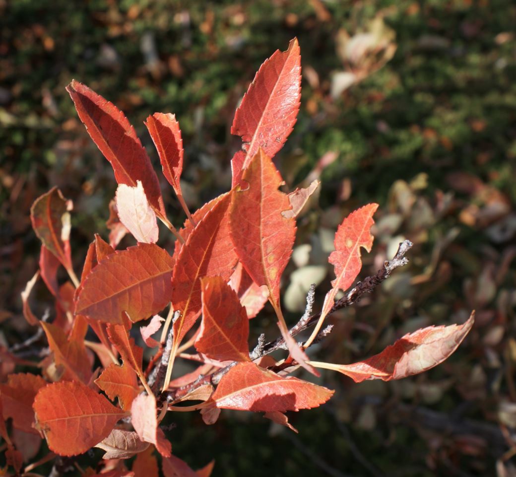 Prunus pumila var. besseyi - western sand cherry | Santa Fe Botanical ...