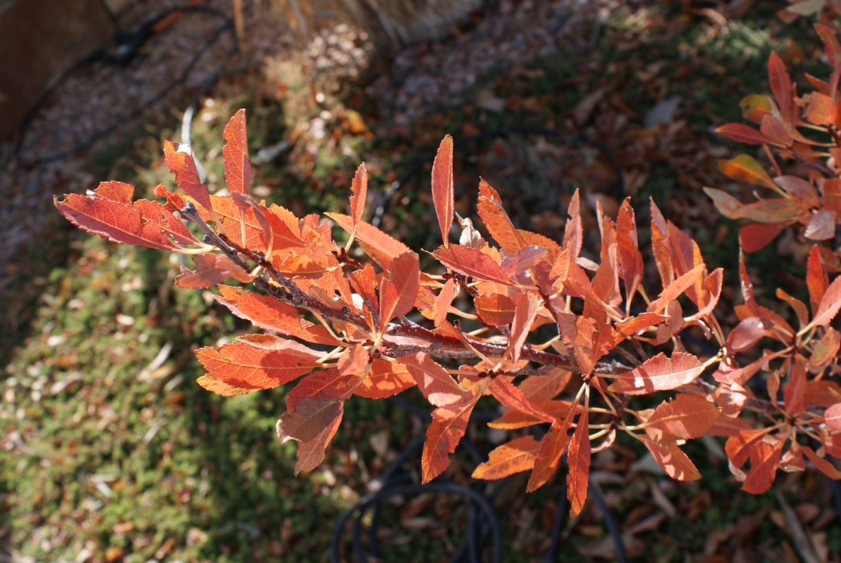 Prunus pumila var. besseyi - western sand cherry | Santa Fe Botanical ...
