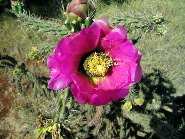 Cylindropuntia imbricata - tree cholla, cane cactus, cardón, abrojo ...