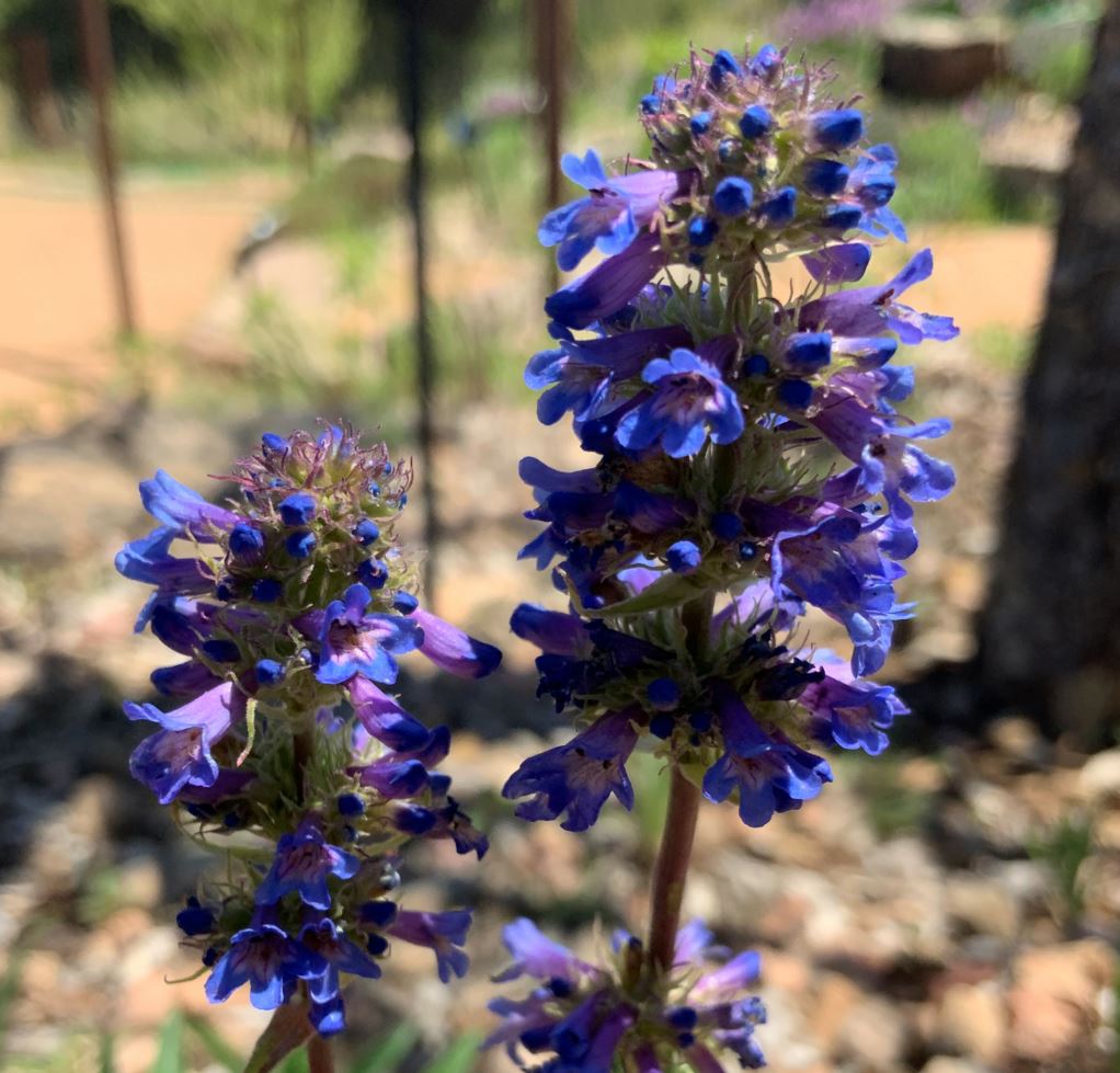 Penstemon cyananthus - Wasatch penstemon, Wasatch beardtongue | Santa ...