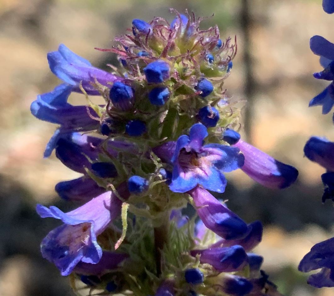 Penstemon cyananthus - Wasatch penstemon, Wasatch beardtongue | Santa ...