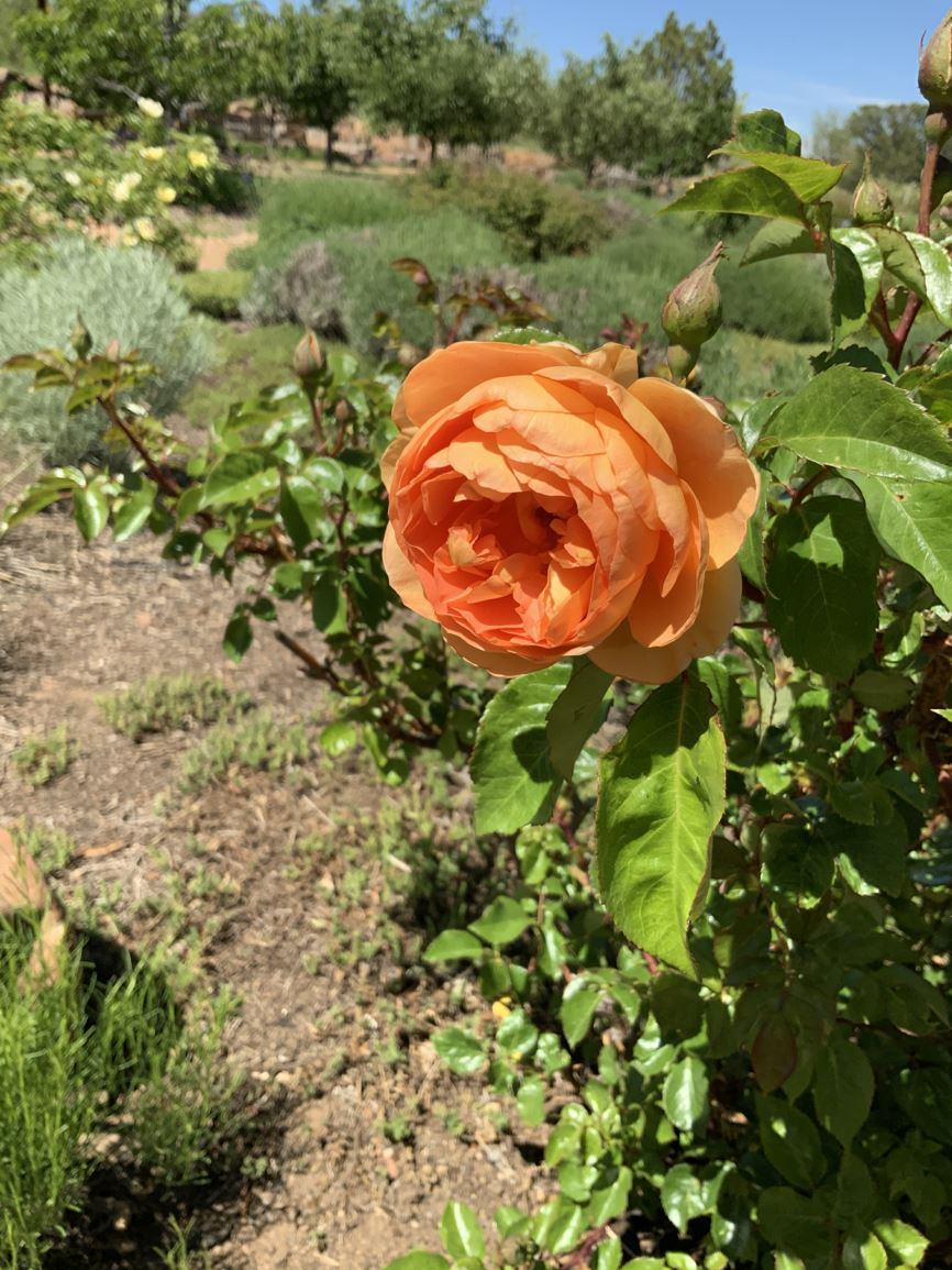 Rosa × 'Ausmum' PAT AUSTIN - PAT AUSTIN rose | Santa Fe Botanical Garden