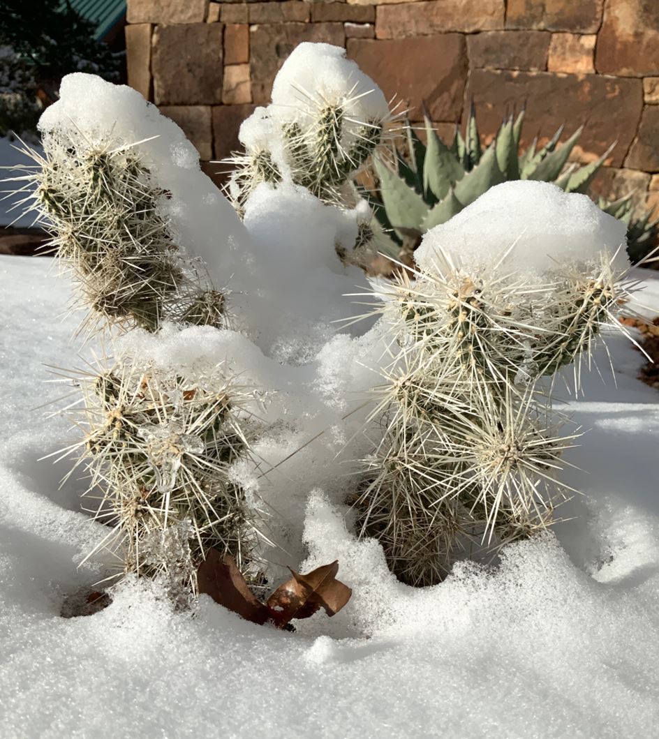 Cylindropuntia whipplei 'Snow Leopard' - 'Snow Leopard' cholla | Santa ...