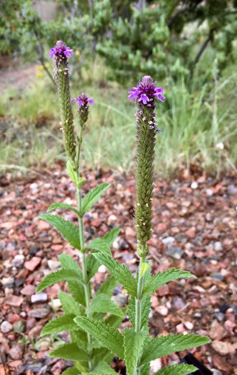 Verbena macdougalii - MacDougal verbena, New Mexico vervain, spike verbena, blue vervain | Santa ...