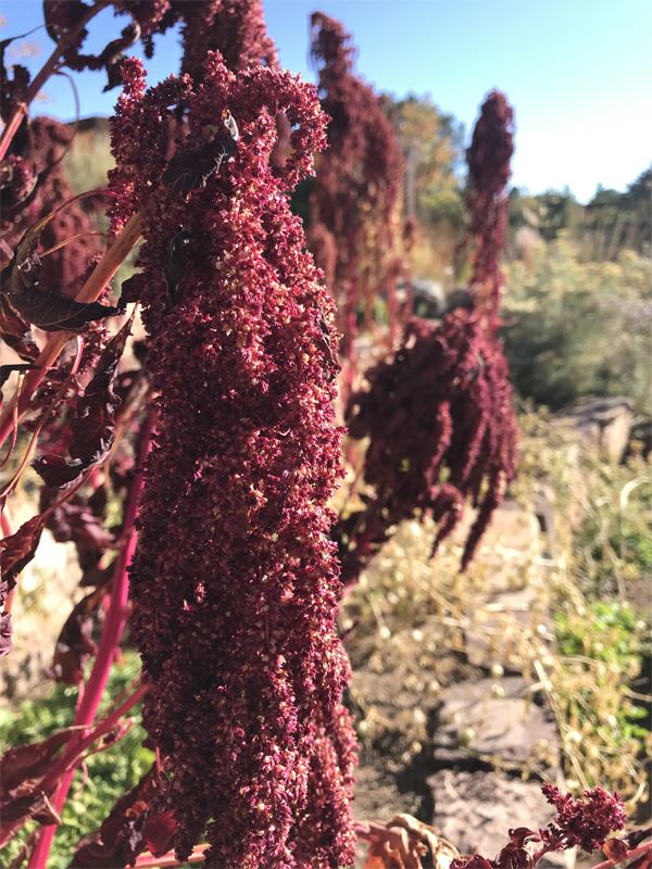 Amaranthus cruentus 'Hopi Red Dye' - 'Hopi Red Dye' amaranth, amaranto ...
