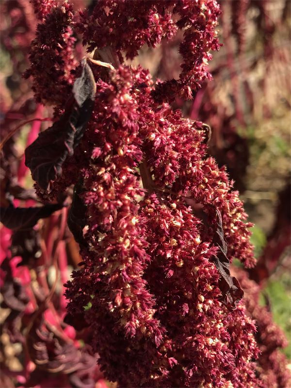 Amaranthus cruentus 'Hopi Red Dye' - 'Hopi Red Dye' amaranth, amaranto ...