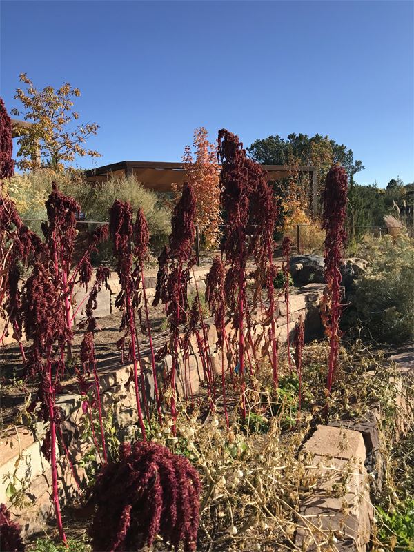 Amaranthus cruentus 'Hopi Red Dye' - 'Hopi Red Dye' amaranth, amaranto ...