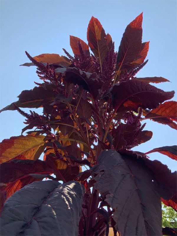 Amaranthus cruentus 'Hopi Red Dye' - 'Hopi Red Dye' amaranth, amaranto ...