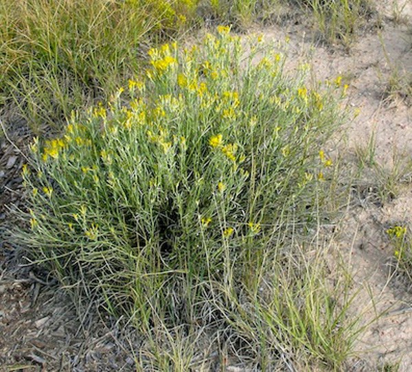 Ericameria nauseosa var. bigelovii - rabbitbrush, chamisa | Santa Fe ...