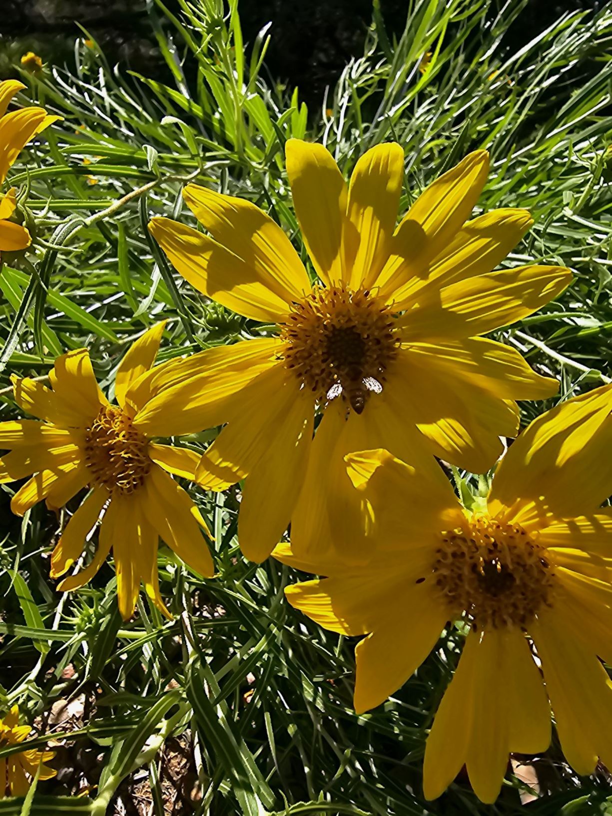 Scabrethia scabra - mule's ears, badlands mule's ears | Santa Fe ...