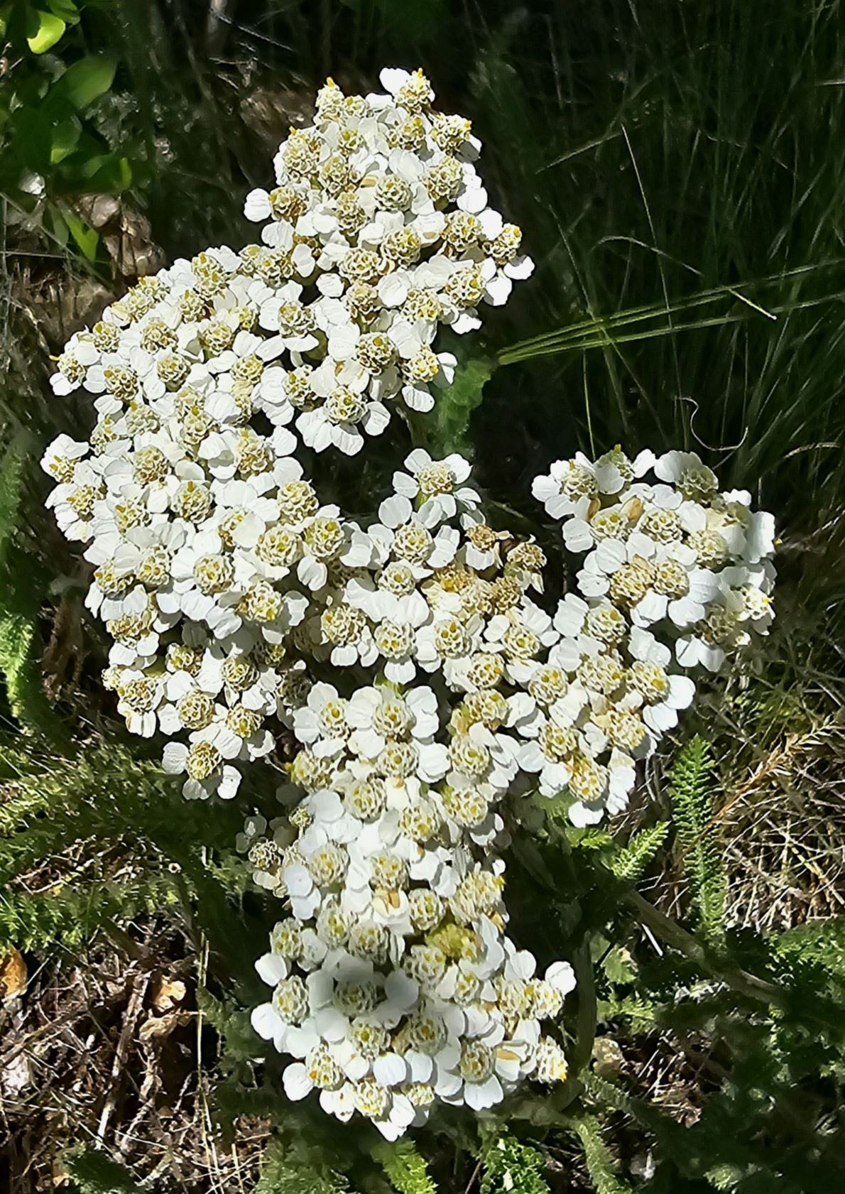 Eriogonum jamesii - antelope sage | Santa Fe Botanical Garden