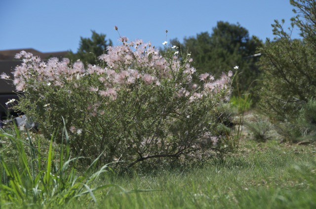 Fallugia paradoxa - Apache plume, ponil | Santa Fe Botanical Garden
