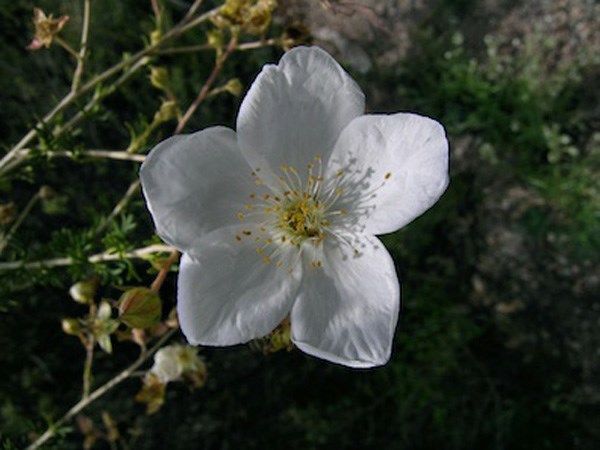 Fallugia paradoxa - Apache plume, ponil | Santa Fe Botanical Garden