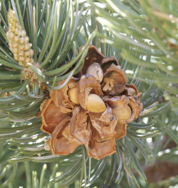 Pinus edulis - piñon pine, pinyon pine, two-needle pinyon, Colorado pinyon, American pinon ...