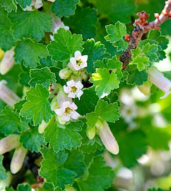 Ribes cereum - wax currant, squaw currant | Santa Fe Botanical Garden