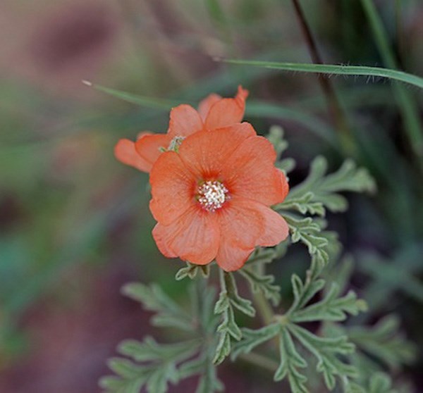 Sphaeralcea coccinea - scarlet globemallow, red globemallow, cowboy's ...