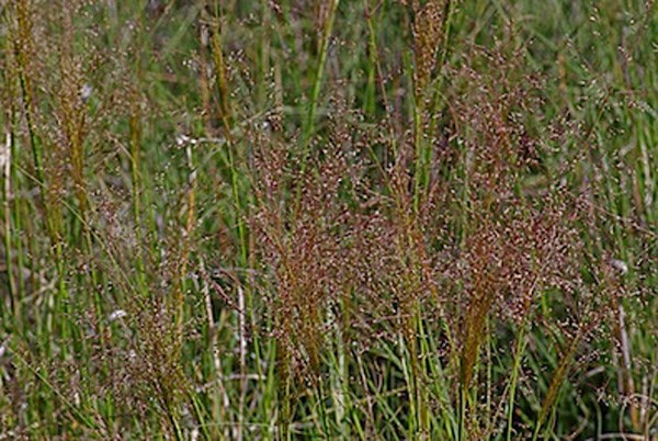 Sporobolus airoides - alkali sacaton, alkali dropseed, fine top, zacate ...