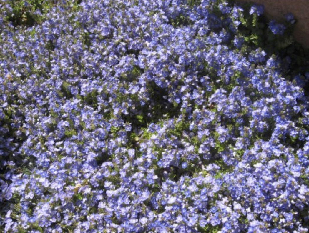 Veronica pectinata - wooly speedwell | Santa Fe Botanical Garden