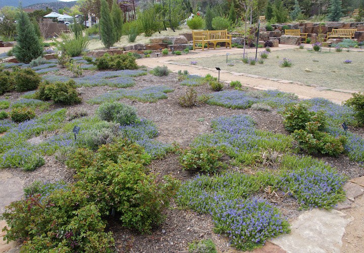 Veronica pectinata - wooly speedwell | Santa Fe Botanical Garden