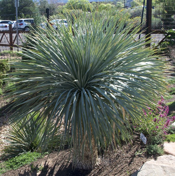 Yucca rostrata - beaked yucca | Santa Fe Botanical Garden