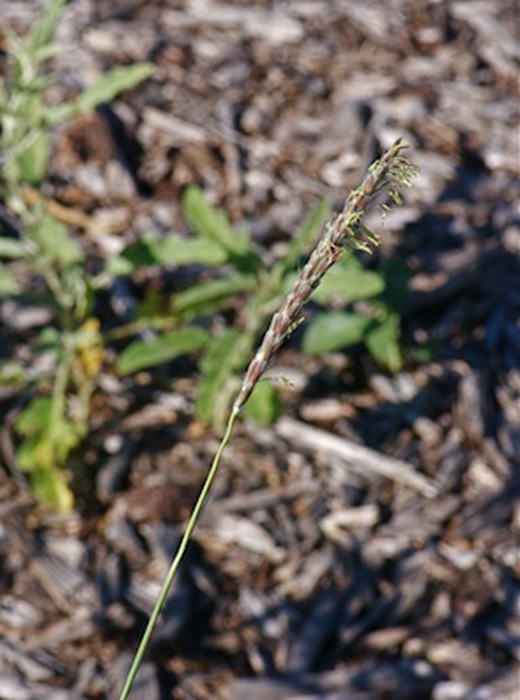 Hilaria jamesii - James' galleta, curly grass, galleta | Santa Fe ...