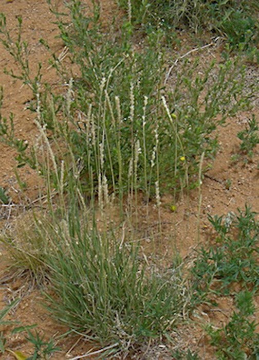 Hilaria jamesii - James' galleta, curly grass, galleta | Santa Fe ...