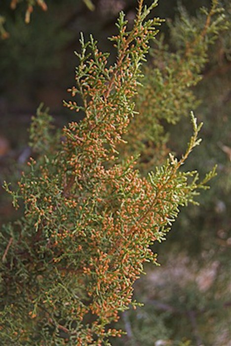 Juniperus monosperma - one-seed juniper, New Mexico cedar, cherrystone ...
