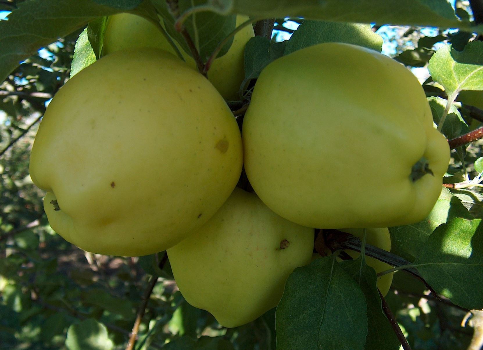 Malus domestica GINGER GOLD® - GINGER GOLD® apple | Santa Fe Botanical ...